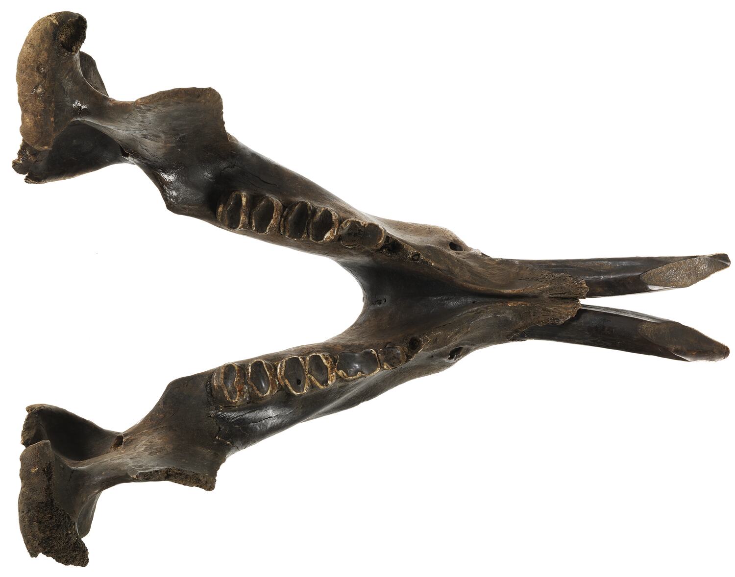 Diprotodon optatum Owen, 1838
