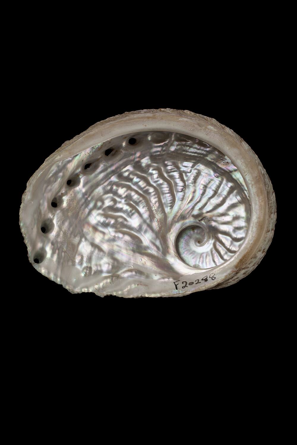 Haliotis scalaris emmae Reeve, 1846