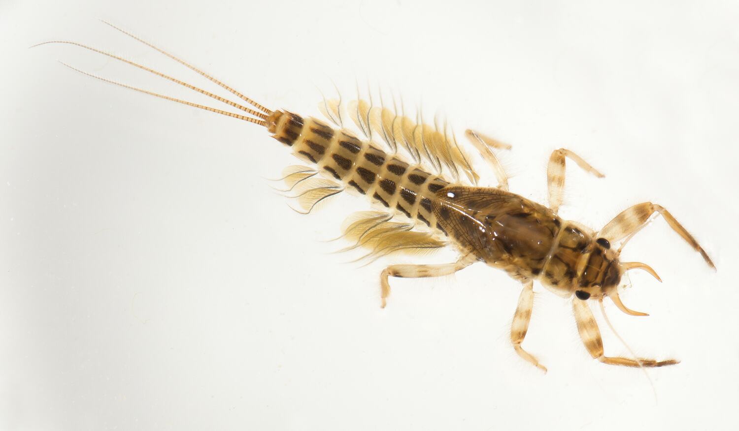 Jappa strigata (Eaton, 1871), Common Horned Jappa