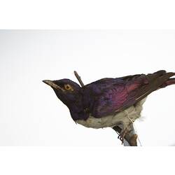 Cinnyricinclus leucogaster verreauxi