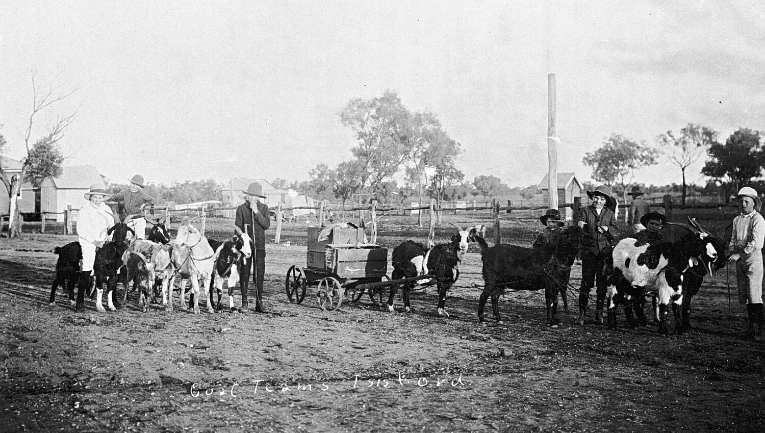 Negative - 'Goat Teams', Isisford, Queensland, circa 1915