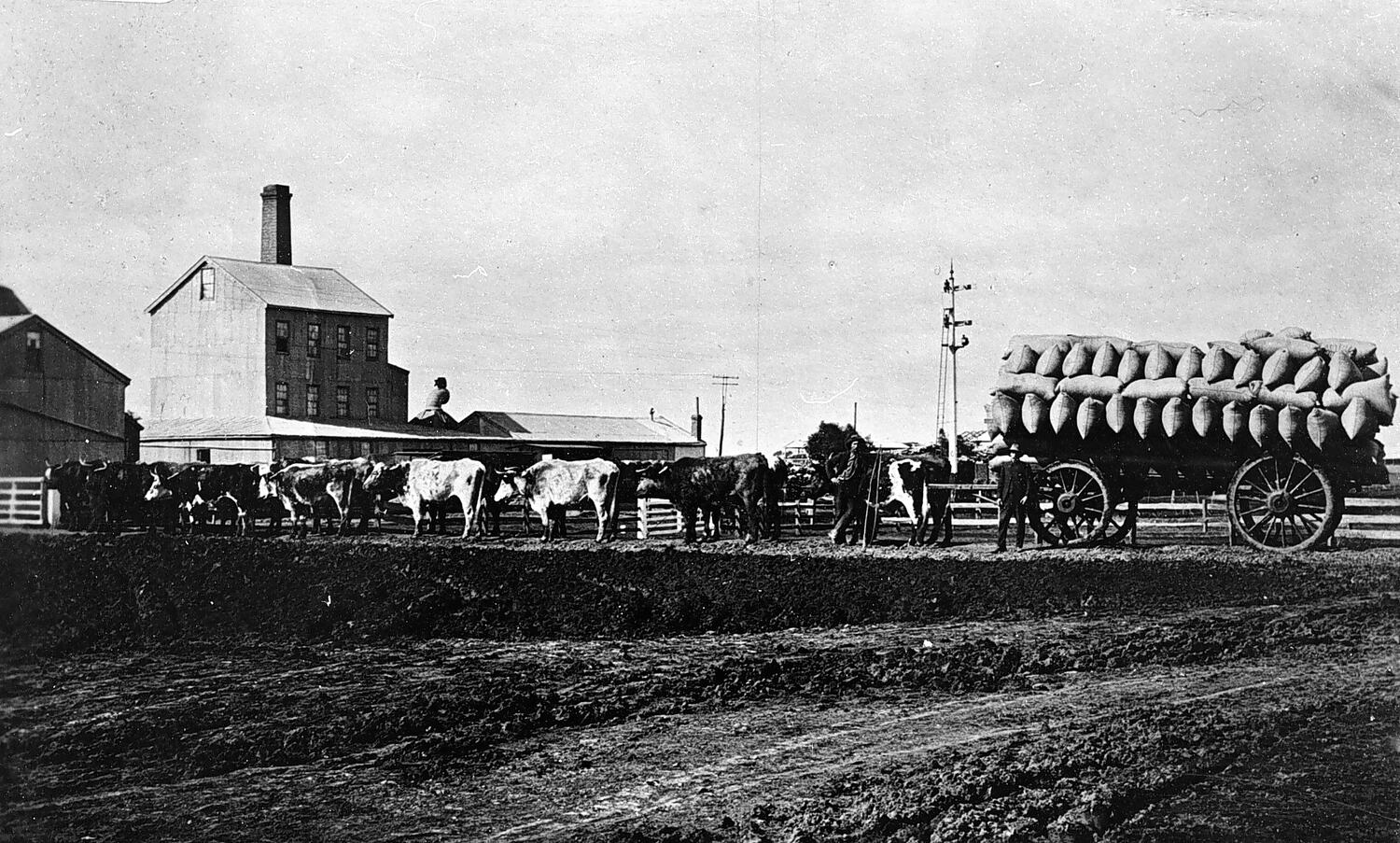 Negative - Murtoa, Victoria, circa 1910