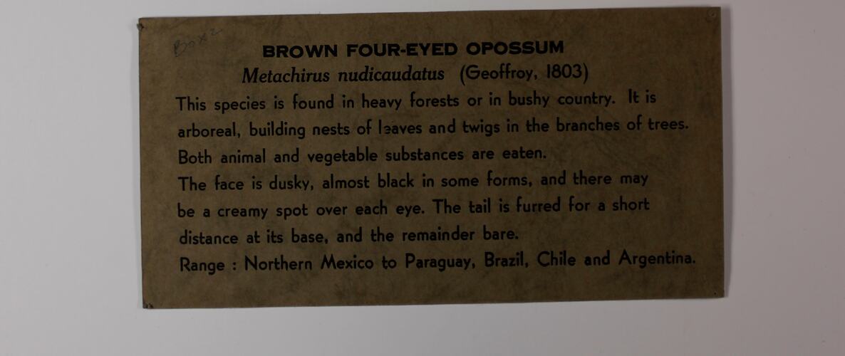 Exhibition Labels - Set of Three, Opossums, National Museum of Victoria ...