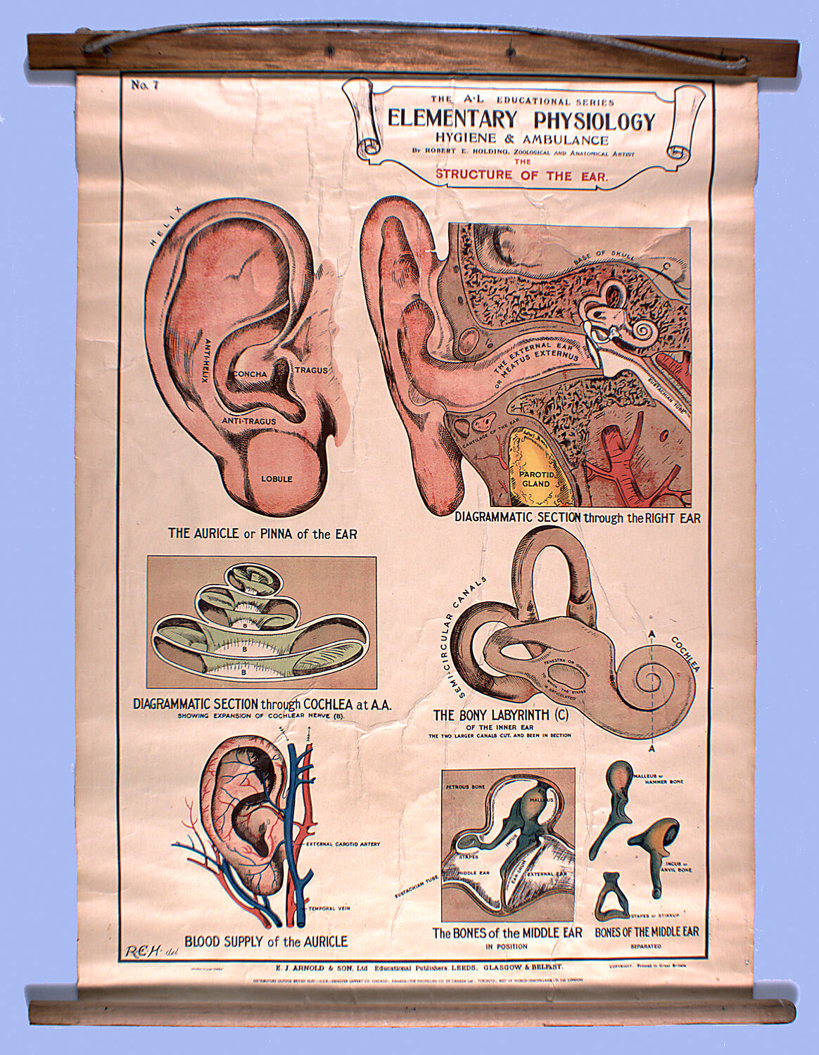 Wall Chart - The Structure of the Ear, circa 1930