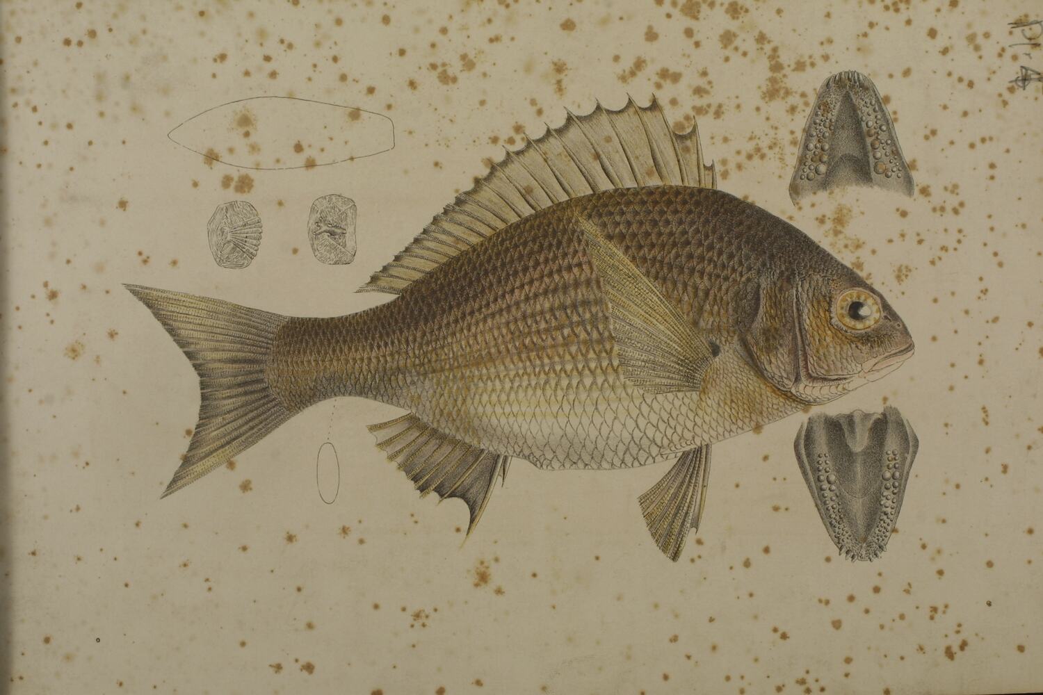 Lithographic colour proof - Chrysophrys australis, The Australian Bream ...