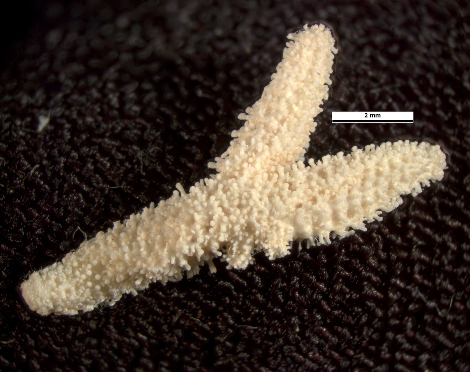 Allostichaster polyplax (J. Müller & Troschel, 1844)