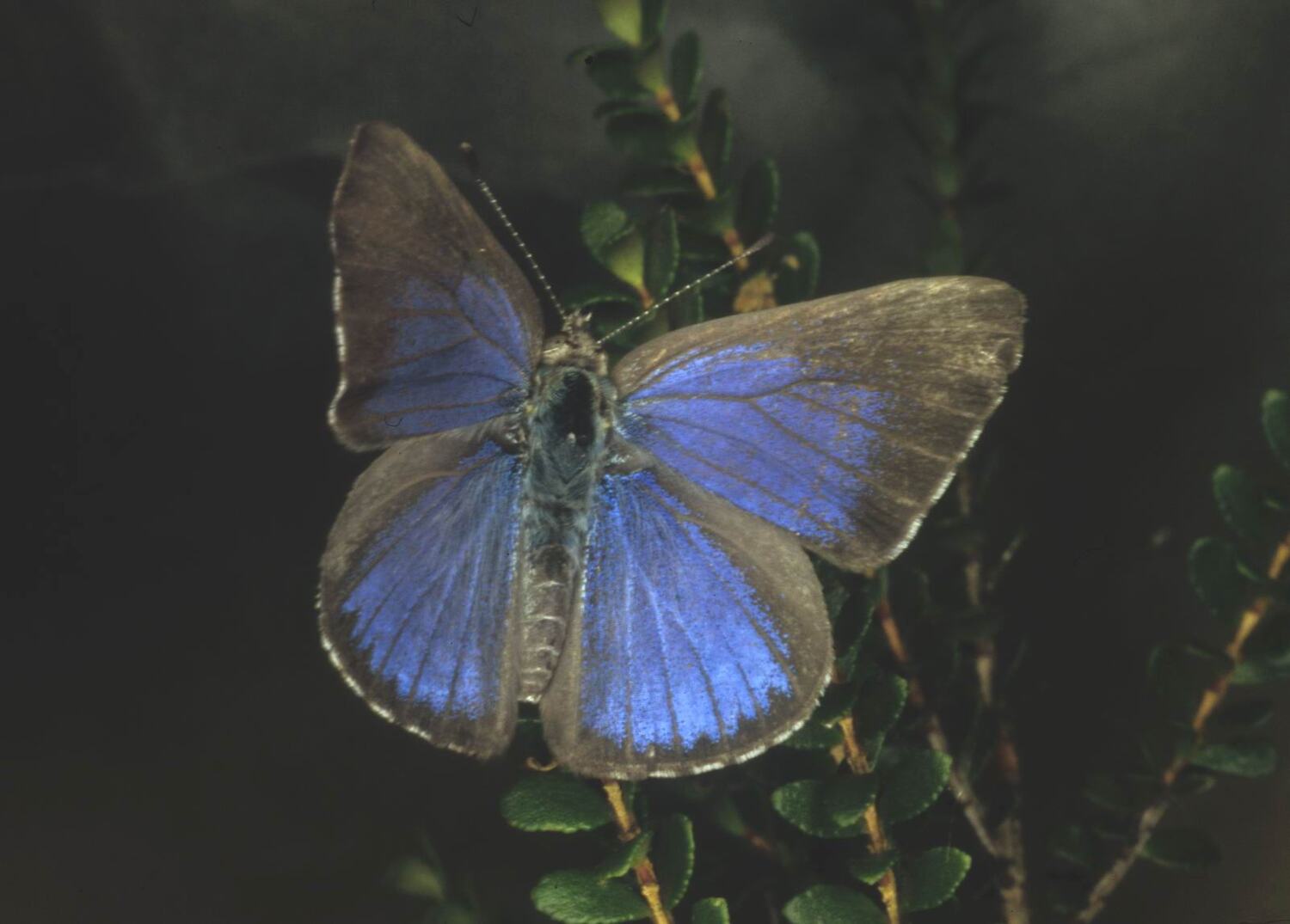 Candalides hyacinthinus (Semper, 1879), Varied Dusky Blue