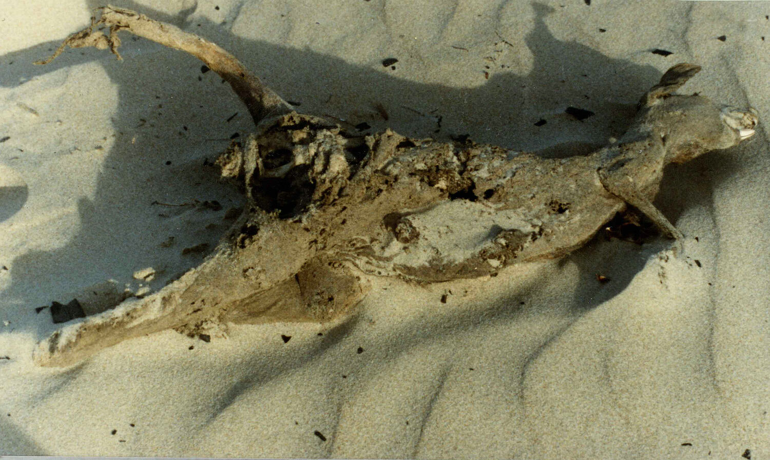 Digital Image - Swamp Wallaby, Bushfire Beach Survey, Lorne, Feb 1983