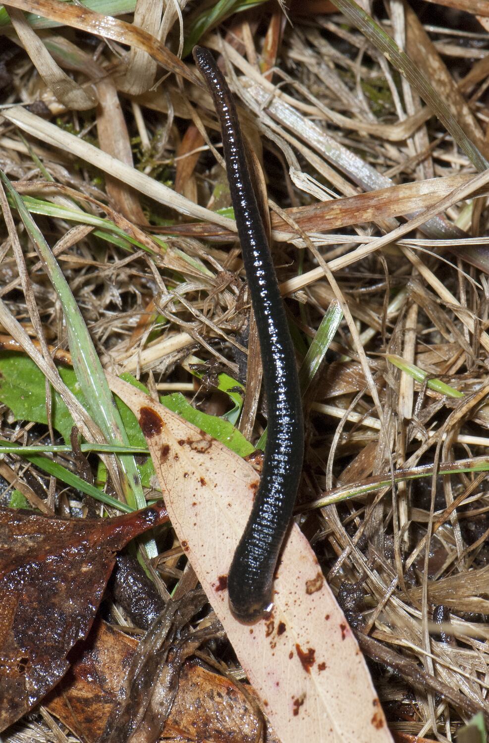 Hirudinea, Freshwater Leech