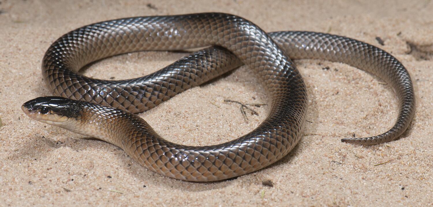 Parasuta nigriceps (Günther, 1863), Mitchell's Short-tailed Snake