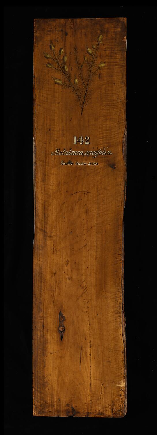 Timber Sample - Swamp Paper Bark, Melaleuca ericifolia, Victoria, 1885